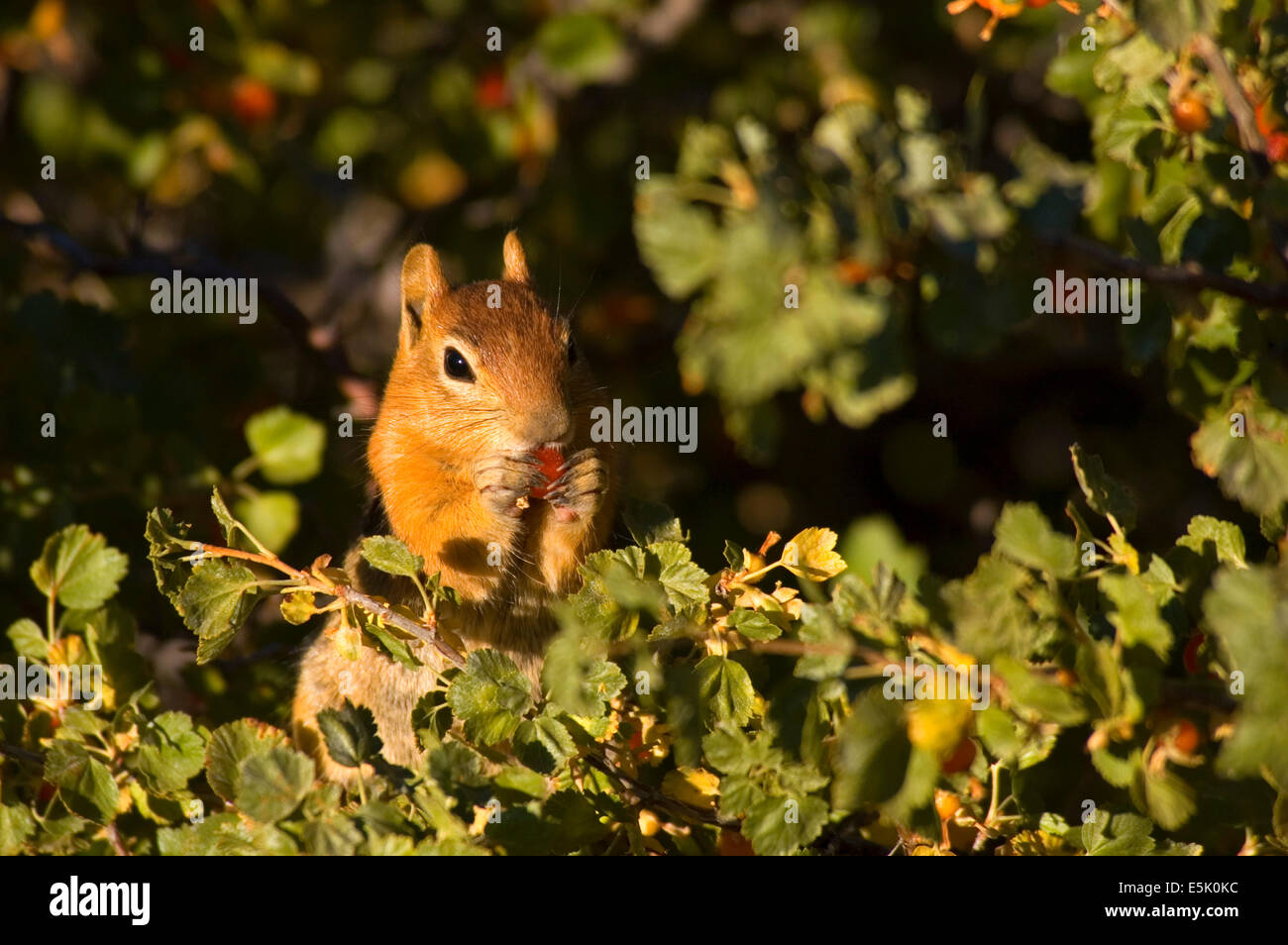 Golden-mantled ground squirrel (Spermophilus lateralis) on Black Butte ...