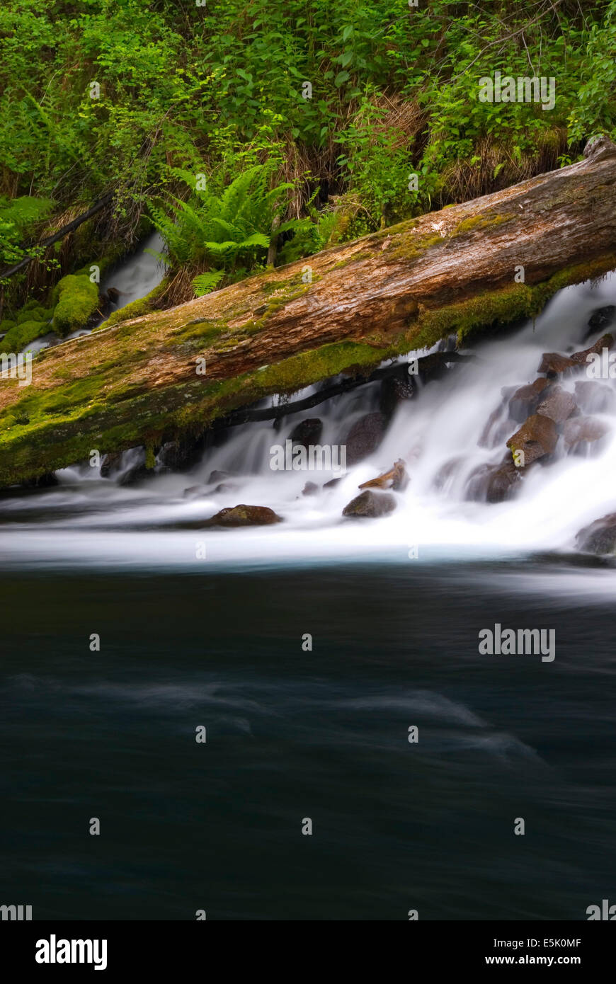 Metolius Springs High Resolution Stock Photography and Images - Alamy