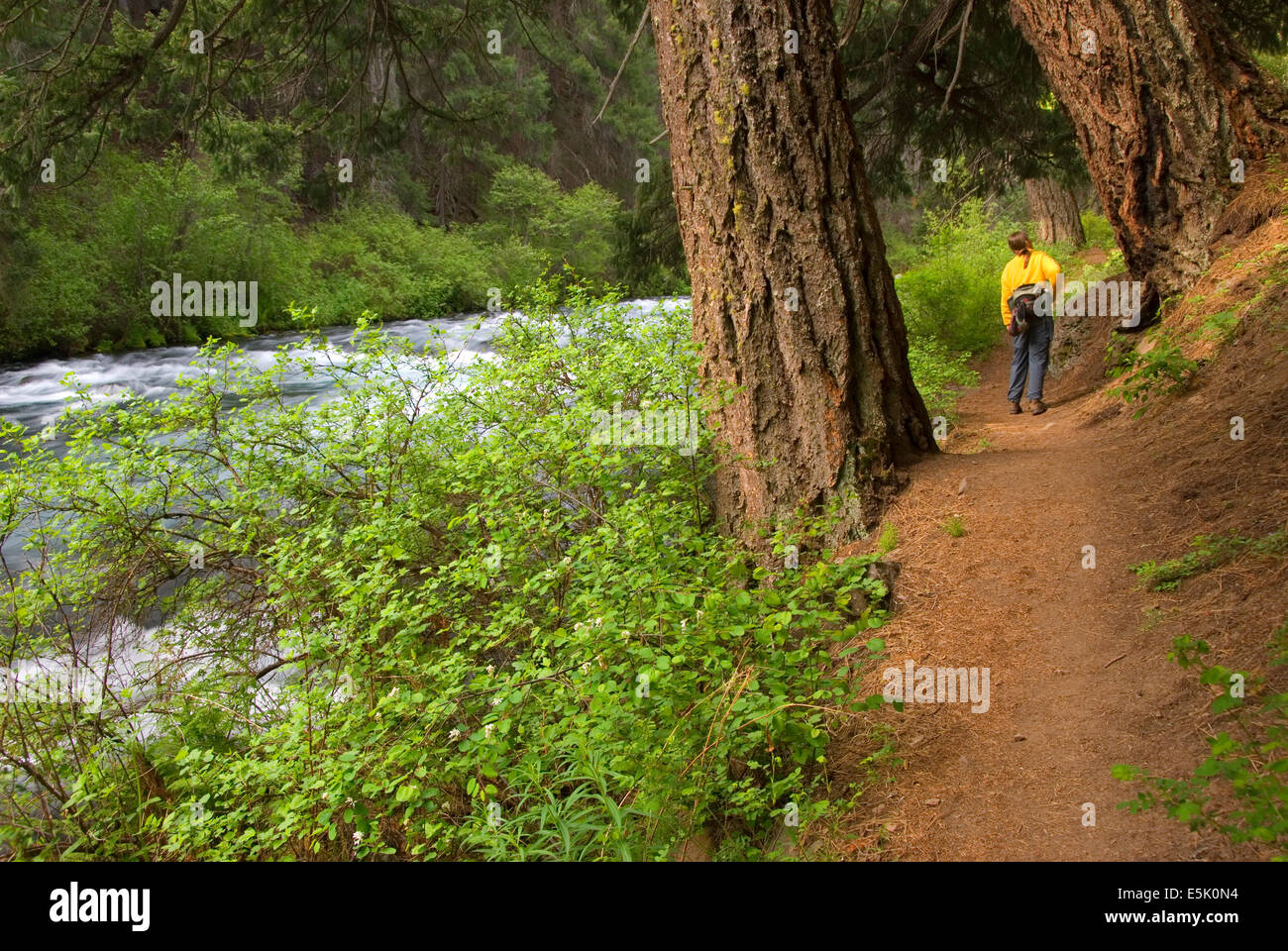 West Metolius River Trail, Metolius Wild & Scenic River, Deschutes ...