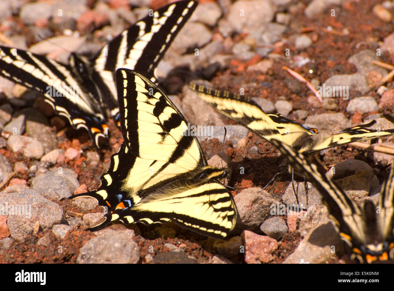 Tiger swallowtail (Papilio glaucason) on the Metolius Wild & Scenic ...