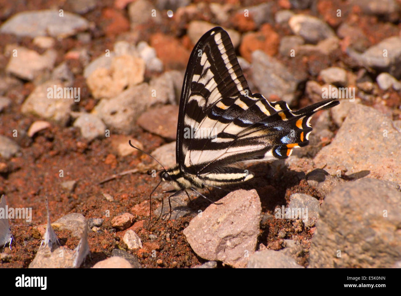 Tiger swallowtail (Papilio glaucason) on the Metolius Wild & Scenic ...
