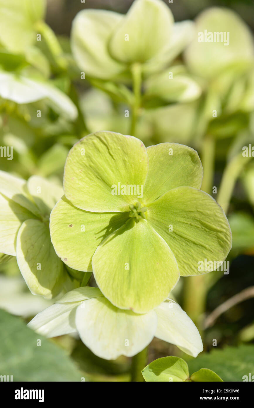 flower snow roses Stock Photo - Alamy