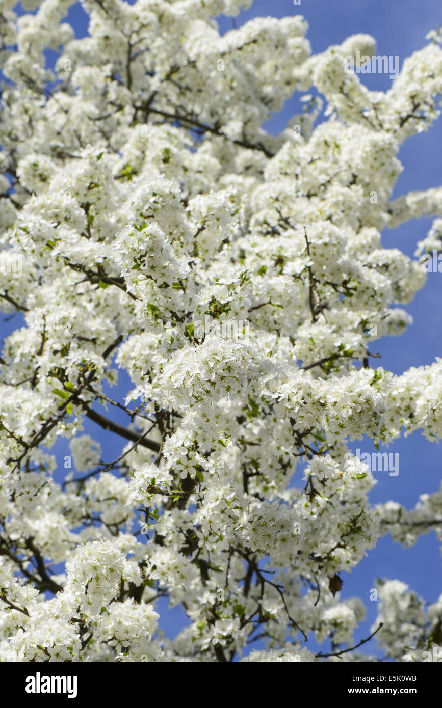 Prunus sp hi-res stock photography and images - Alamy