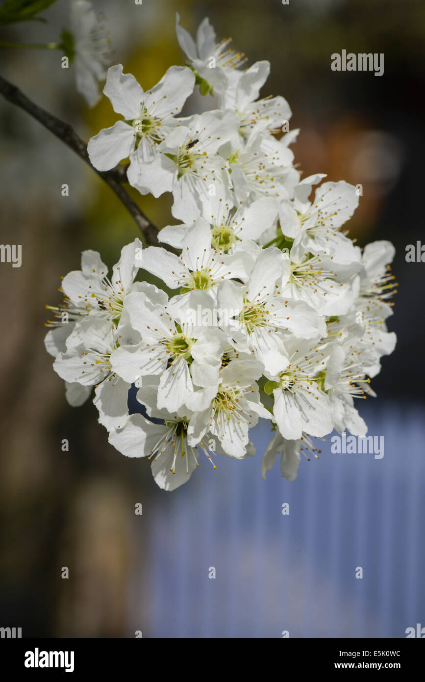 Prunus sp hi-res stock photography and images - Alamy