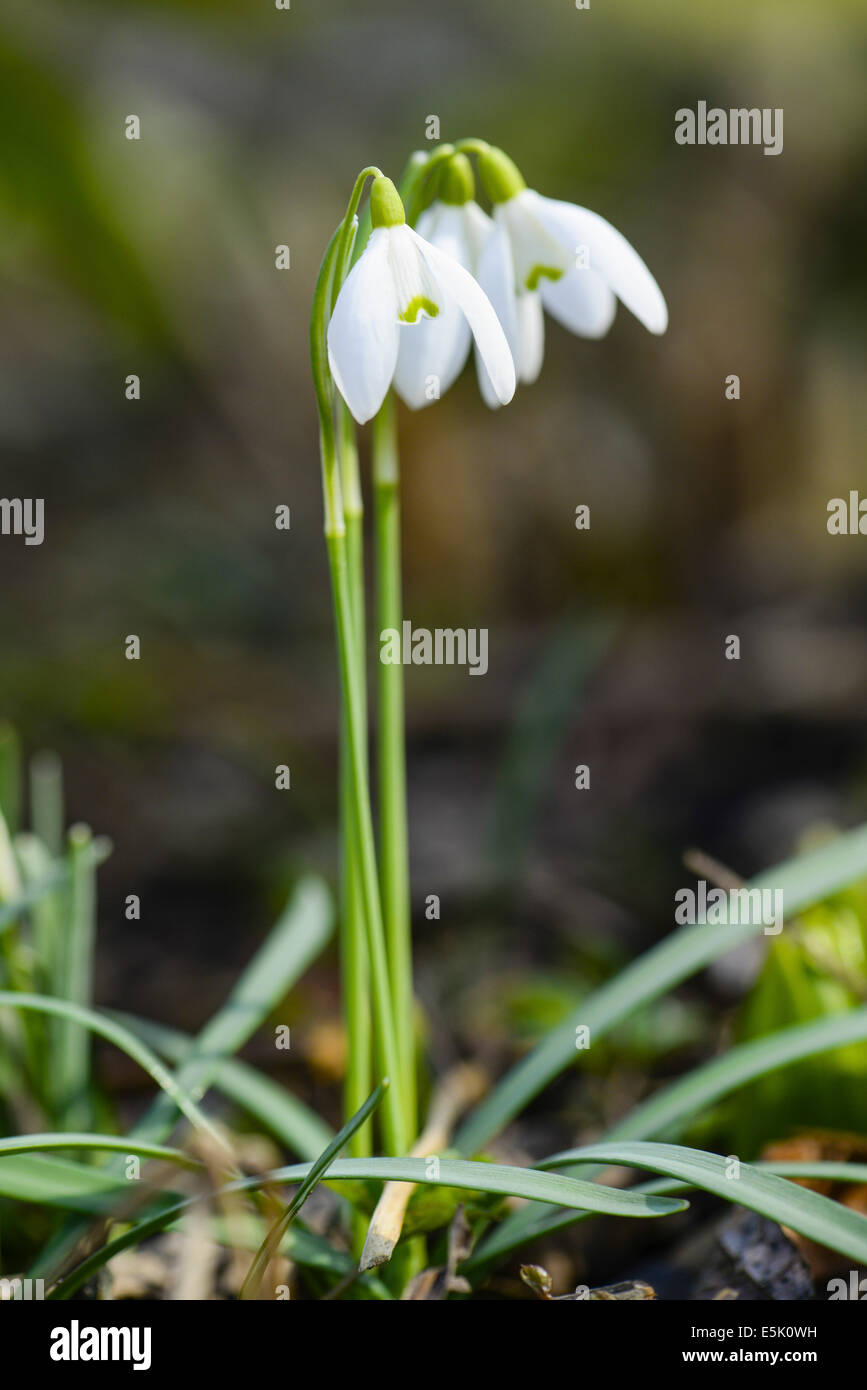 snowdrop, Galanthus nivalis Stock Photo - Alamy