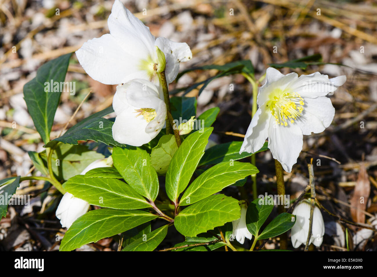 flower snow roses Stock Photo - Alamy