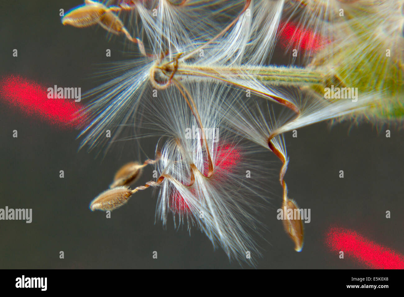 Delicate ecosystem hi-res stock photography and images - Alamy