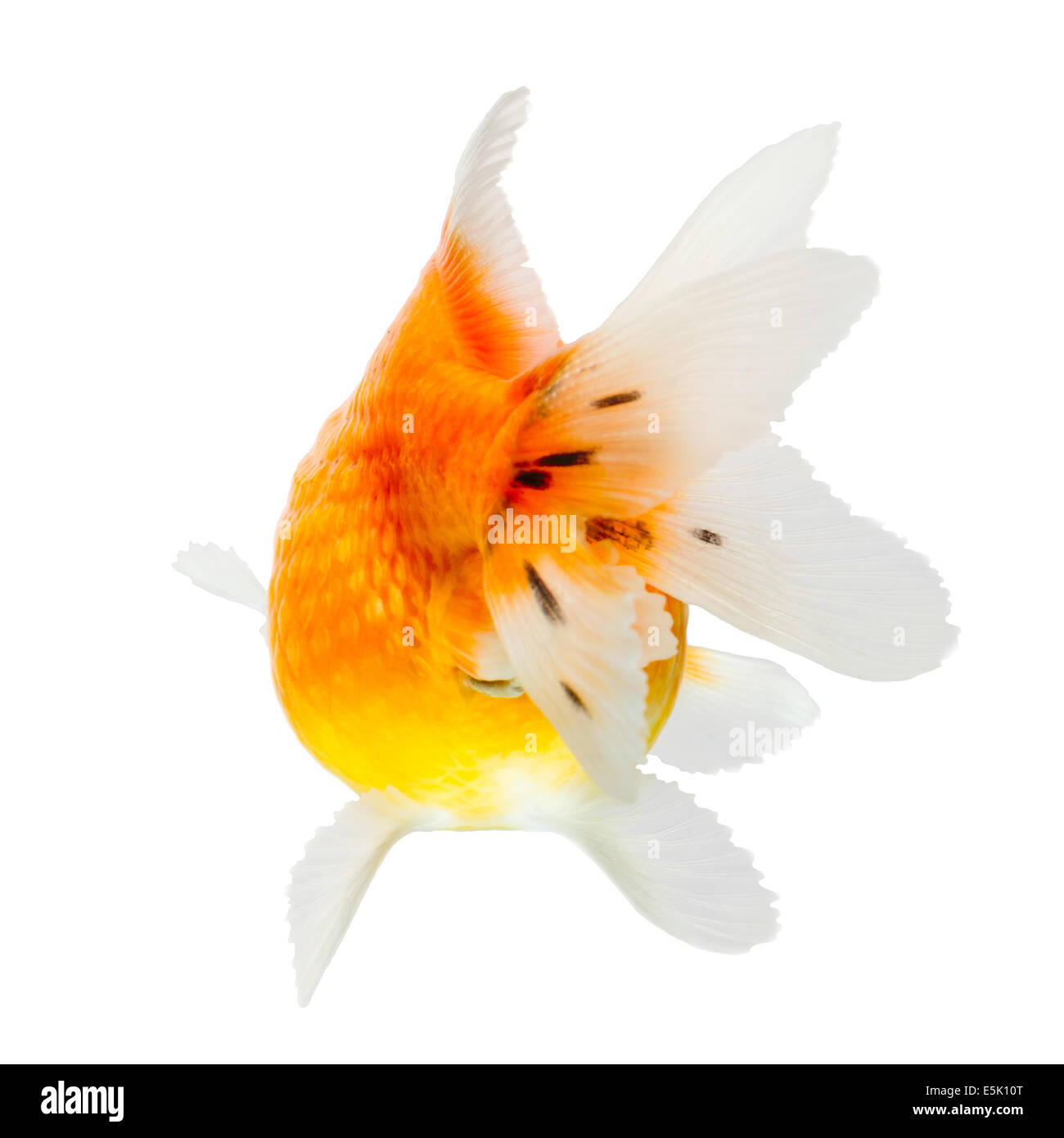 Pearlscale Goldfish Isolated On White High Quality Studio Shot Manually ...