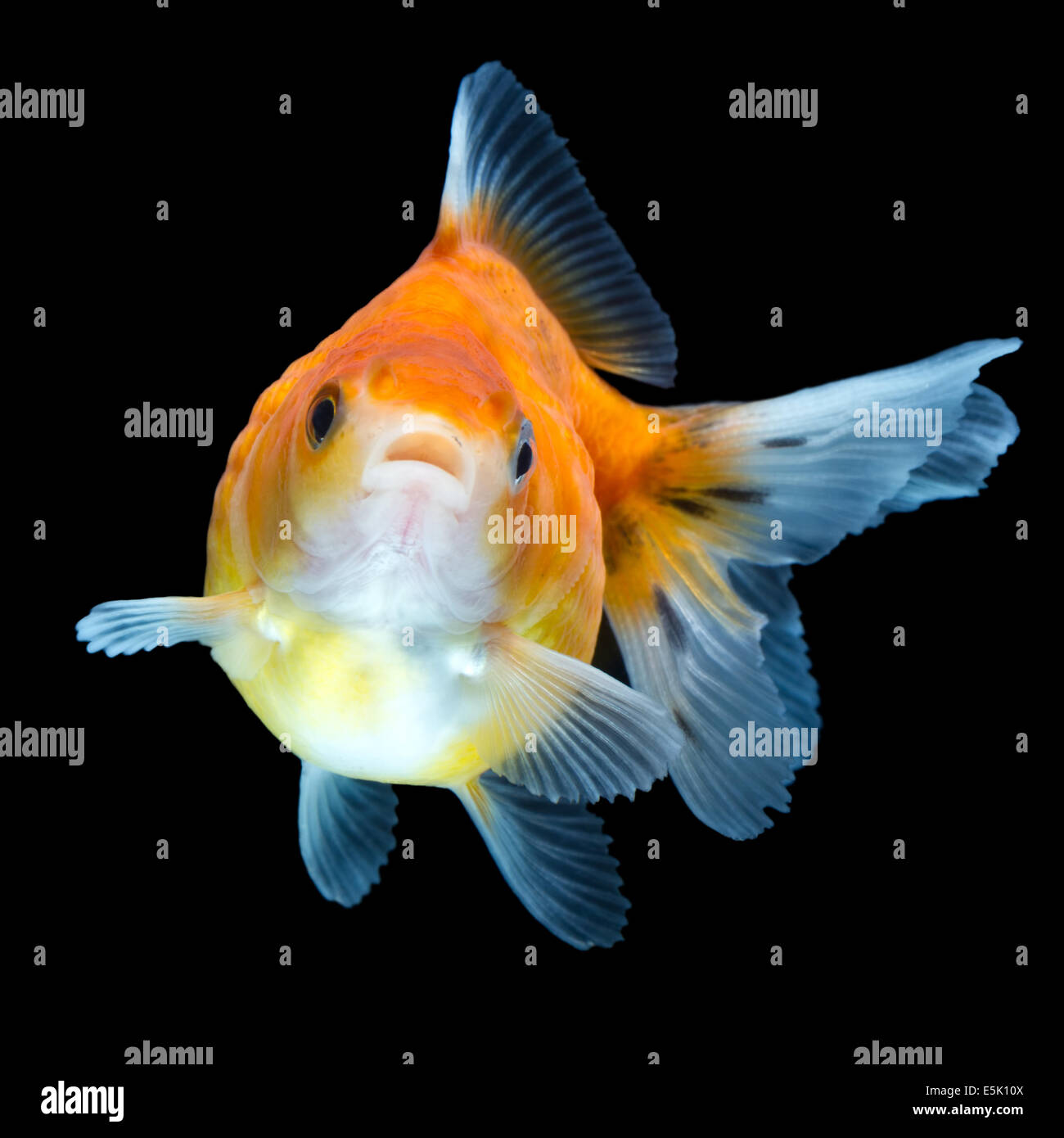 Pearlscale Goldfish Isolated On Black High Quality Studio Shot Manually ...