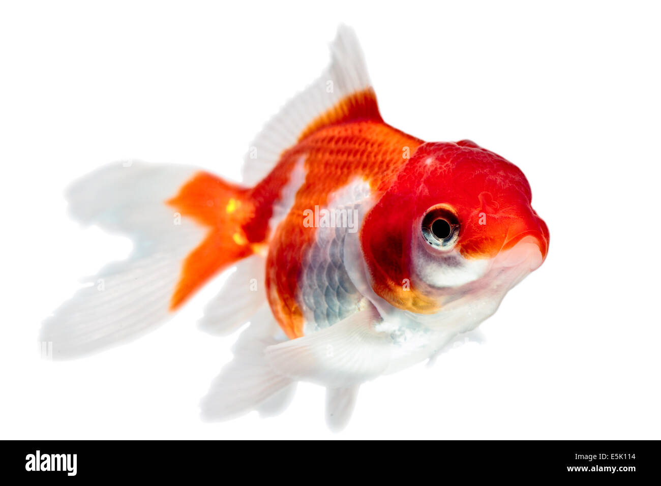 Fancy goldfish hi-res stock photography and images - Alamy