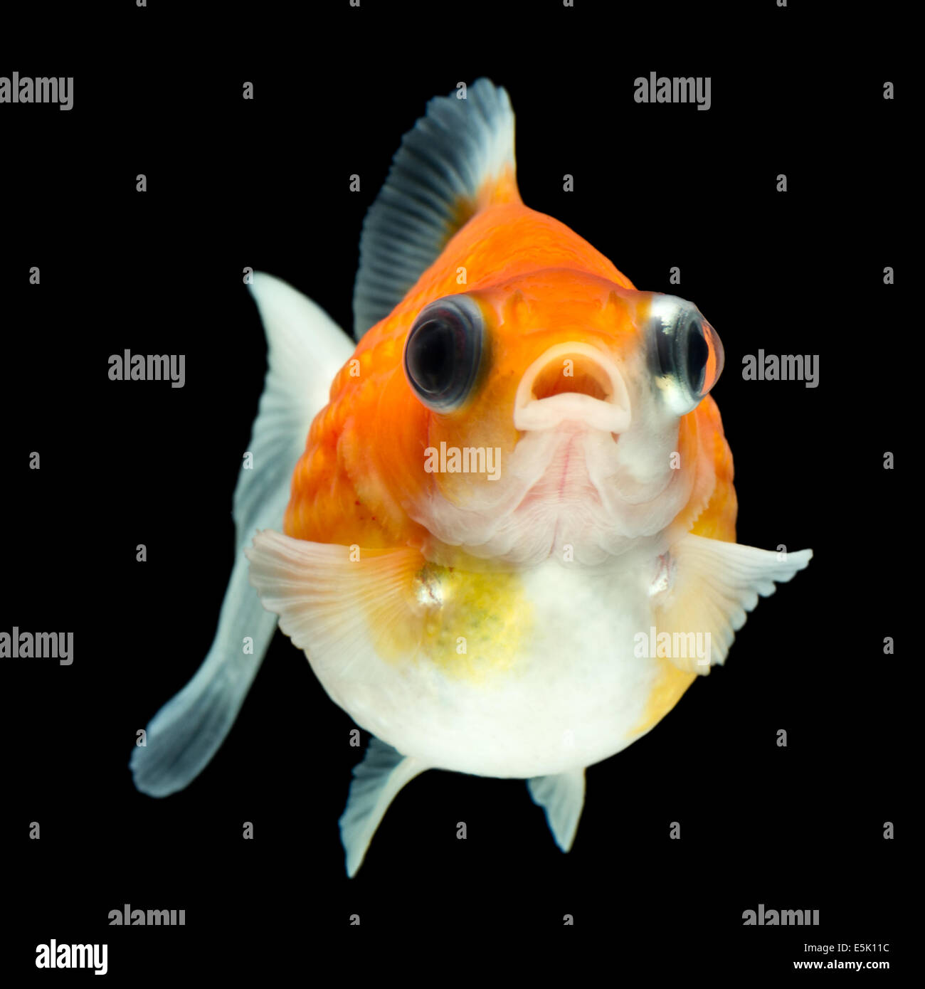 Pearlscale Goldfish Isolated On Black High Quality Studio Shot Manually ...