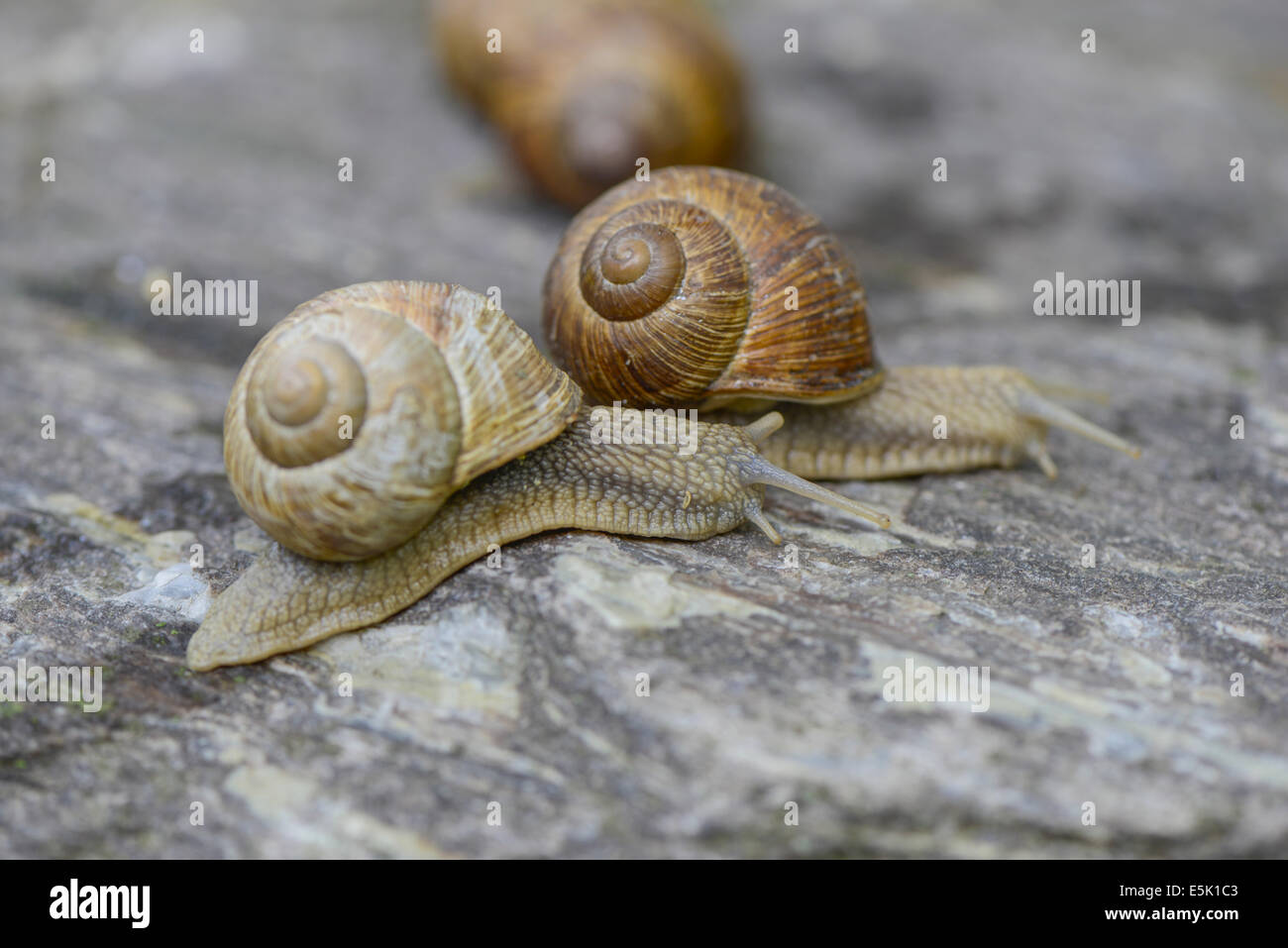 Snail couple hi-res stock photography and images - Alamy