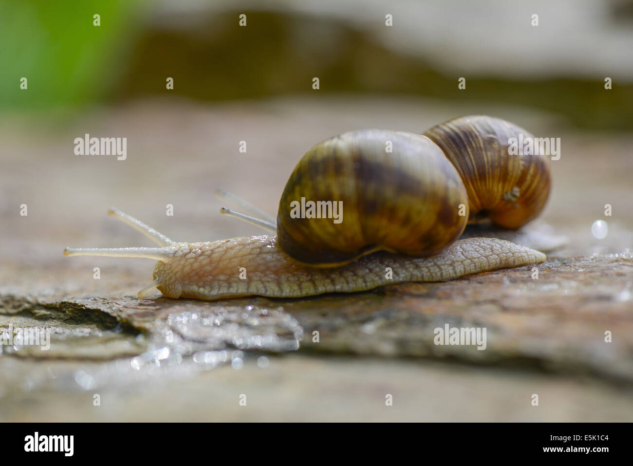 Snail couple hi-res stock photography and images - Alamy