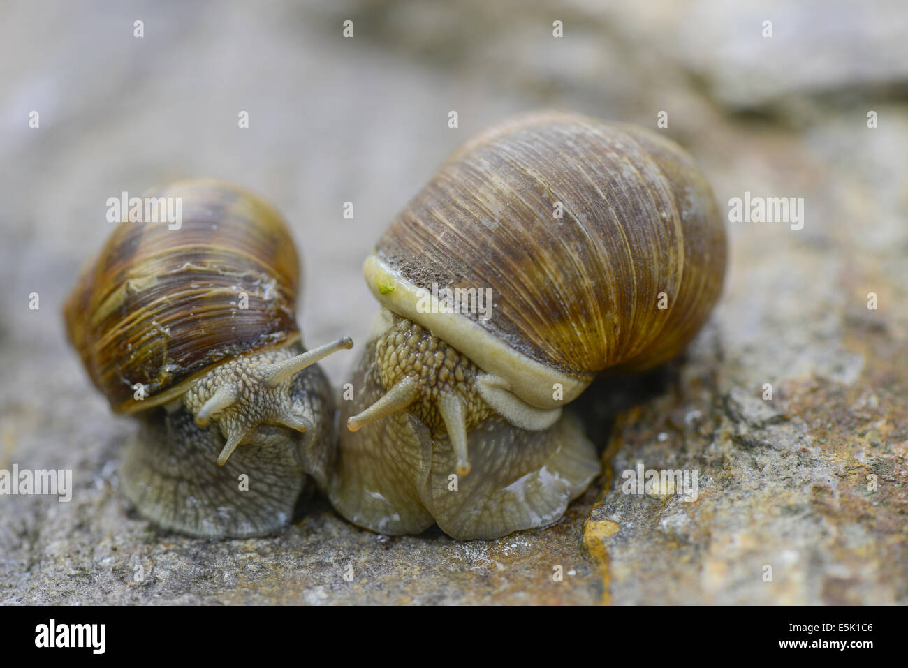 Snail grouping mollusc hi-res stock photography and images - Alamy