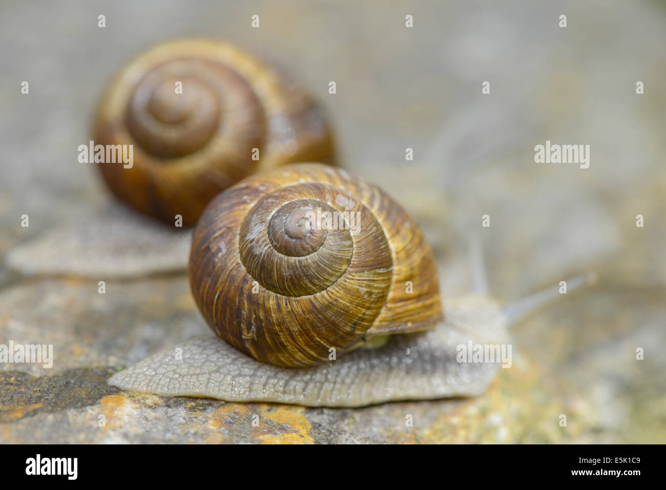 Snail grouping mollusc hi-res stock photography and images - Alamy
