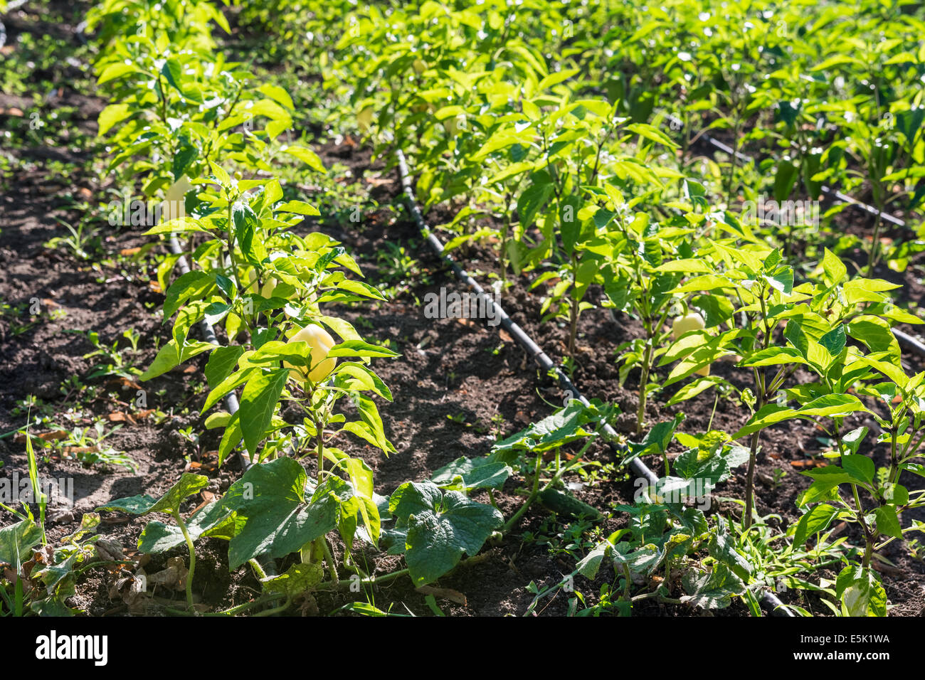 Crop growing system hi-res stock photography and images - Alamy