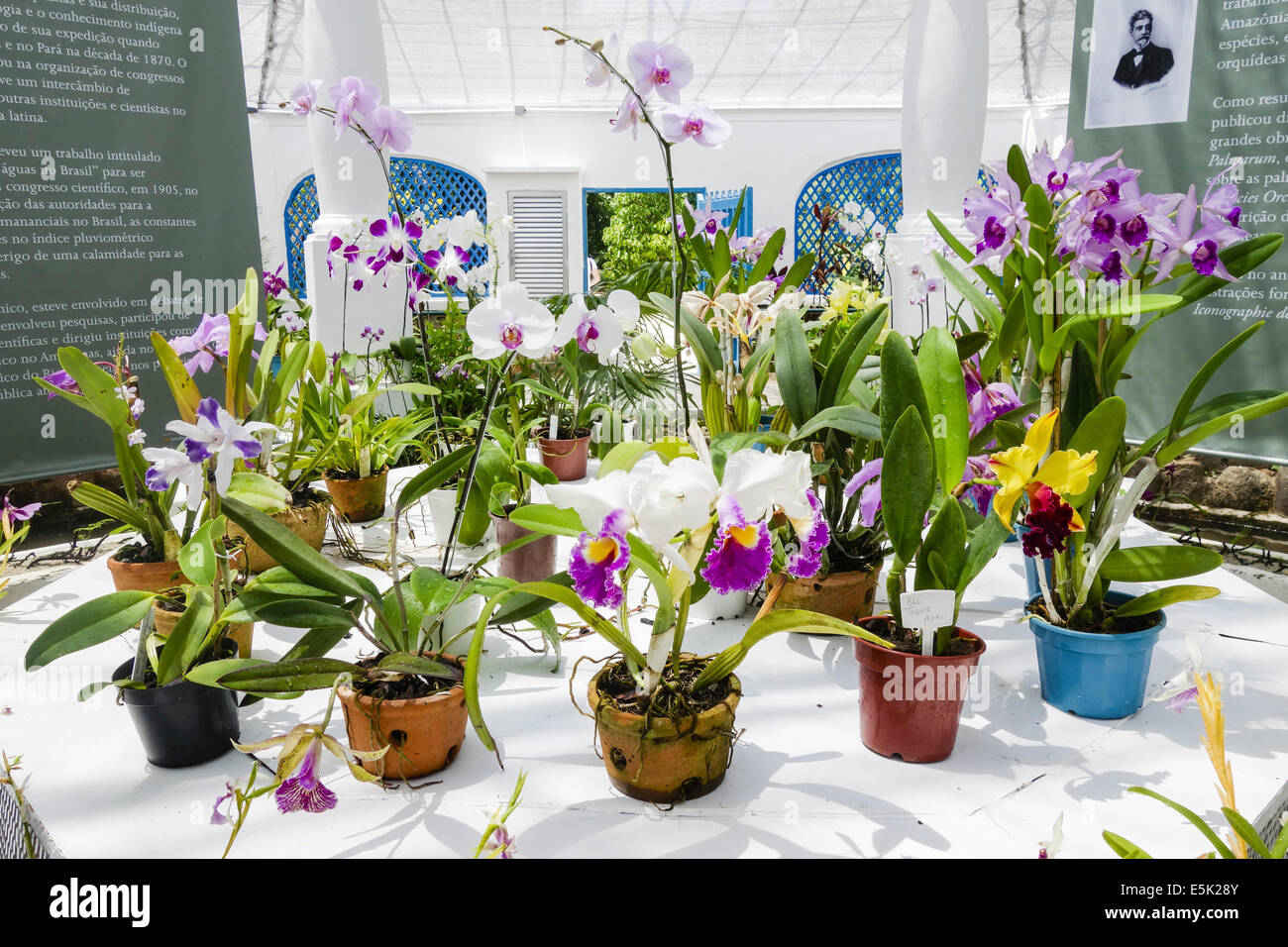 Rio de Janeiro, Brazil, orchids in botanical garden Stock Photo - Alamy