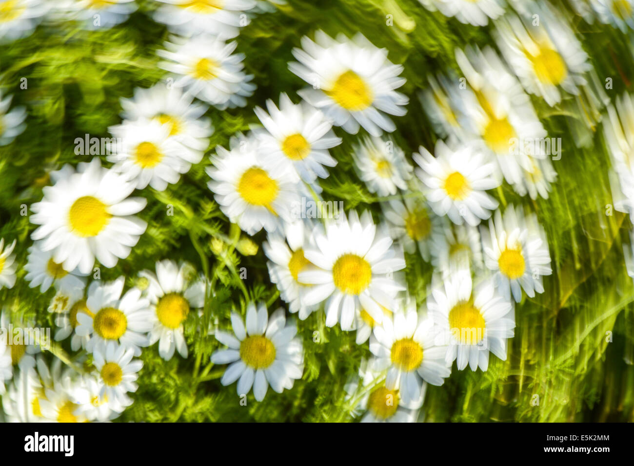 Camile hi-res stock photography and images - Alamy