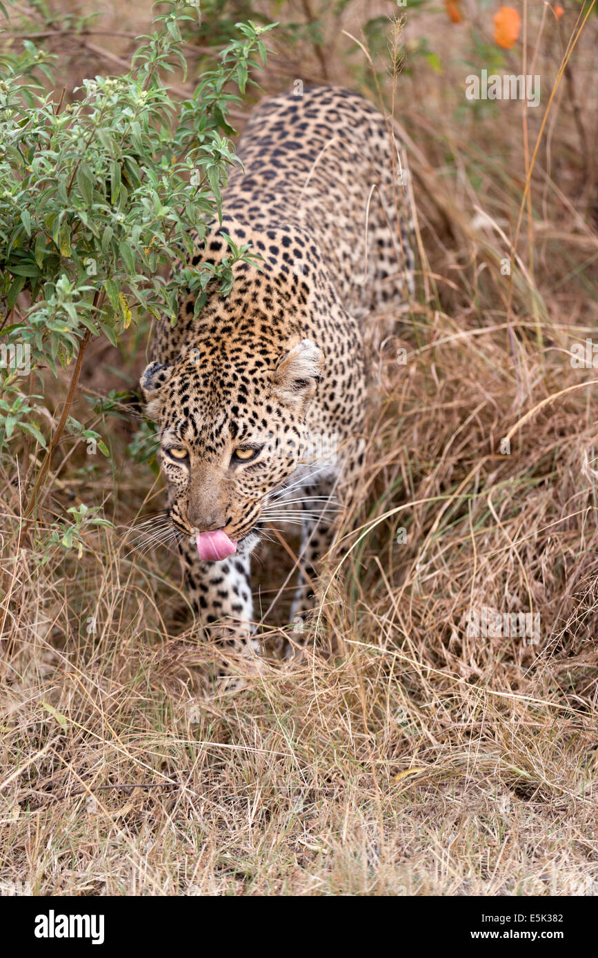 African leopard walk hi-res stock photography and images - Alamy