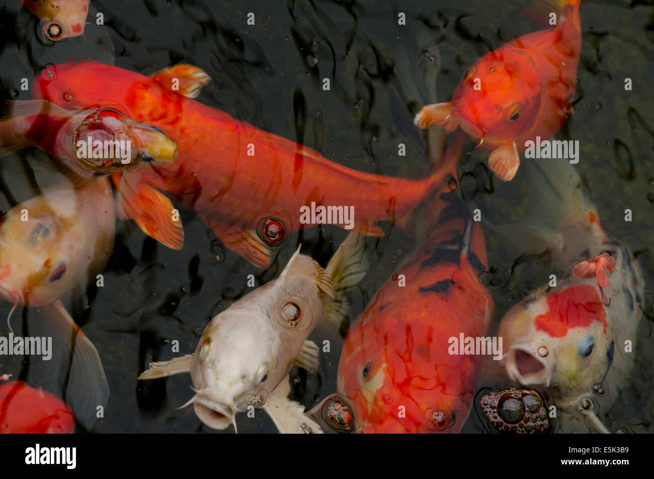 Butterfly koi hi-res stock photography and images - Alamy