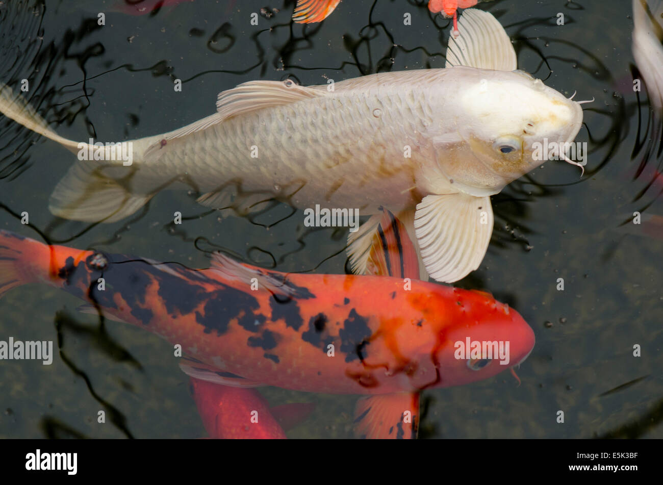 Koi fish butterfly hi-res stock photography and images - Alamy