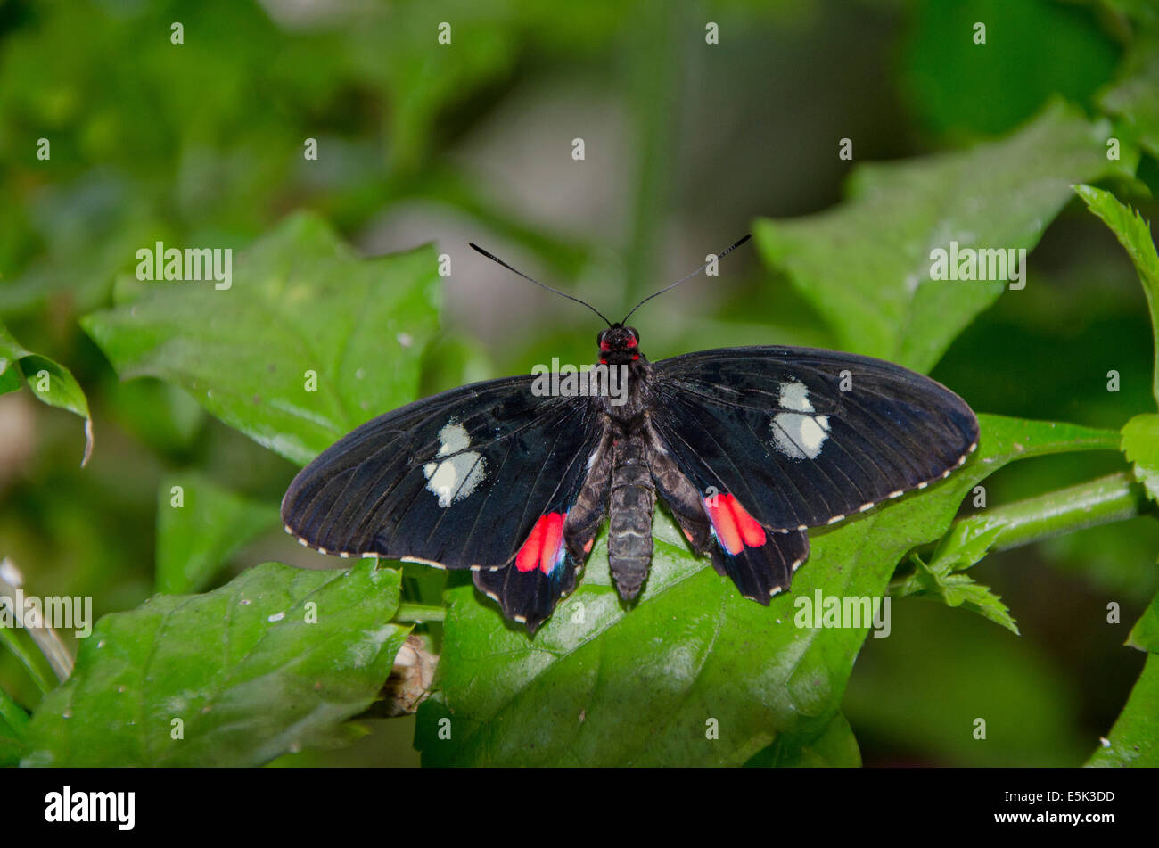 Cattleheart, Transandean Cattleheart, Parides iphidamas Iphidamas ...