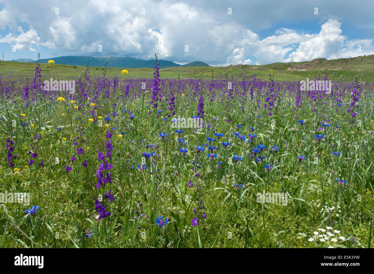 Spring blooming on Caucasus Mountains, Armenia Stock Photo - Alamy