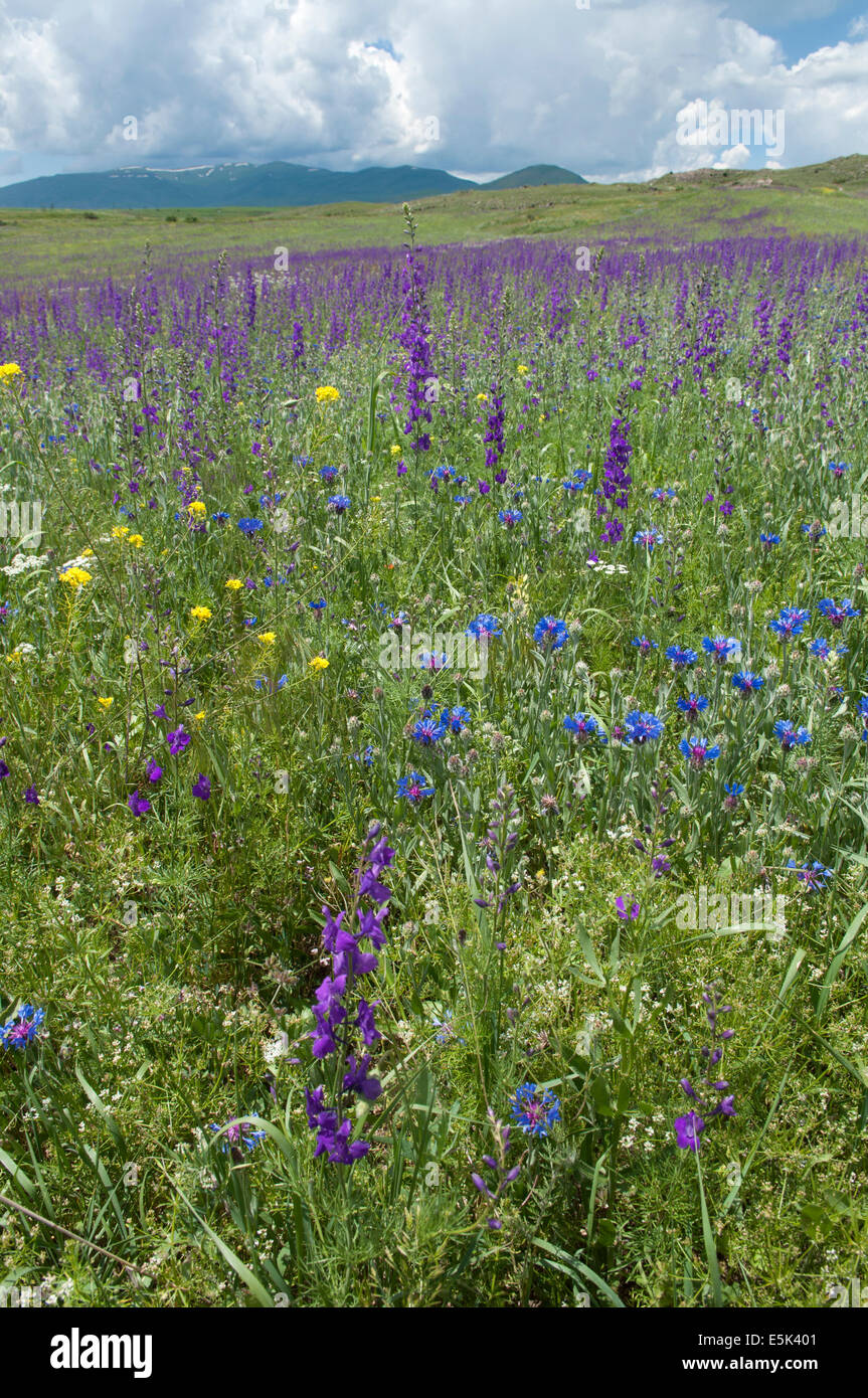 Spring blooming on Caucasus Mountains, Armenia Stock Photo - Alamy