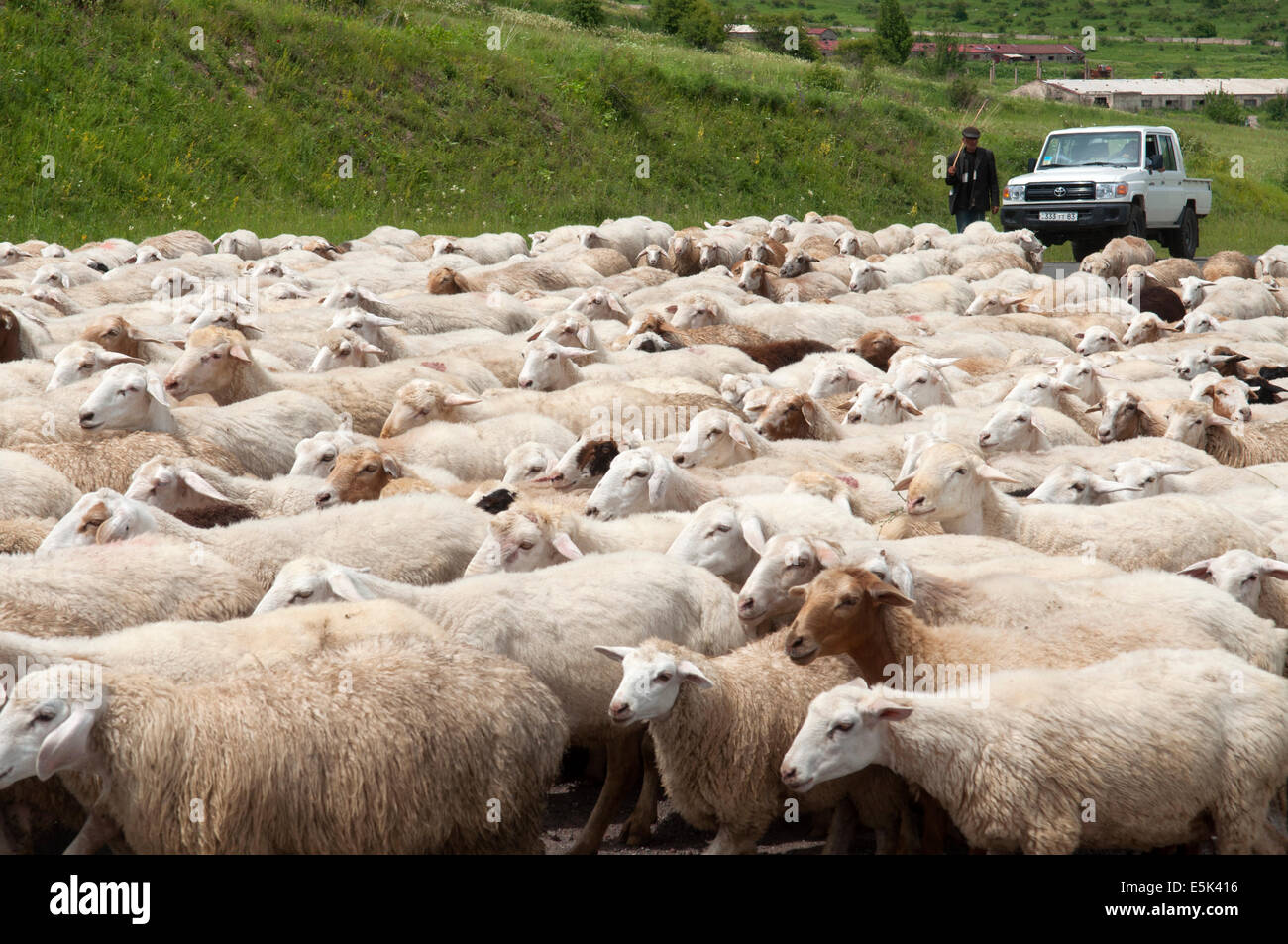 A big flock of sheep taking up a road, Armenia Stock Photo - Alamy