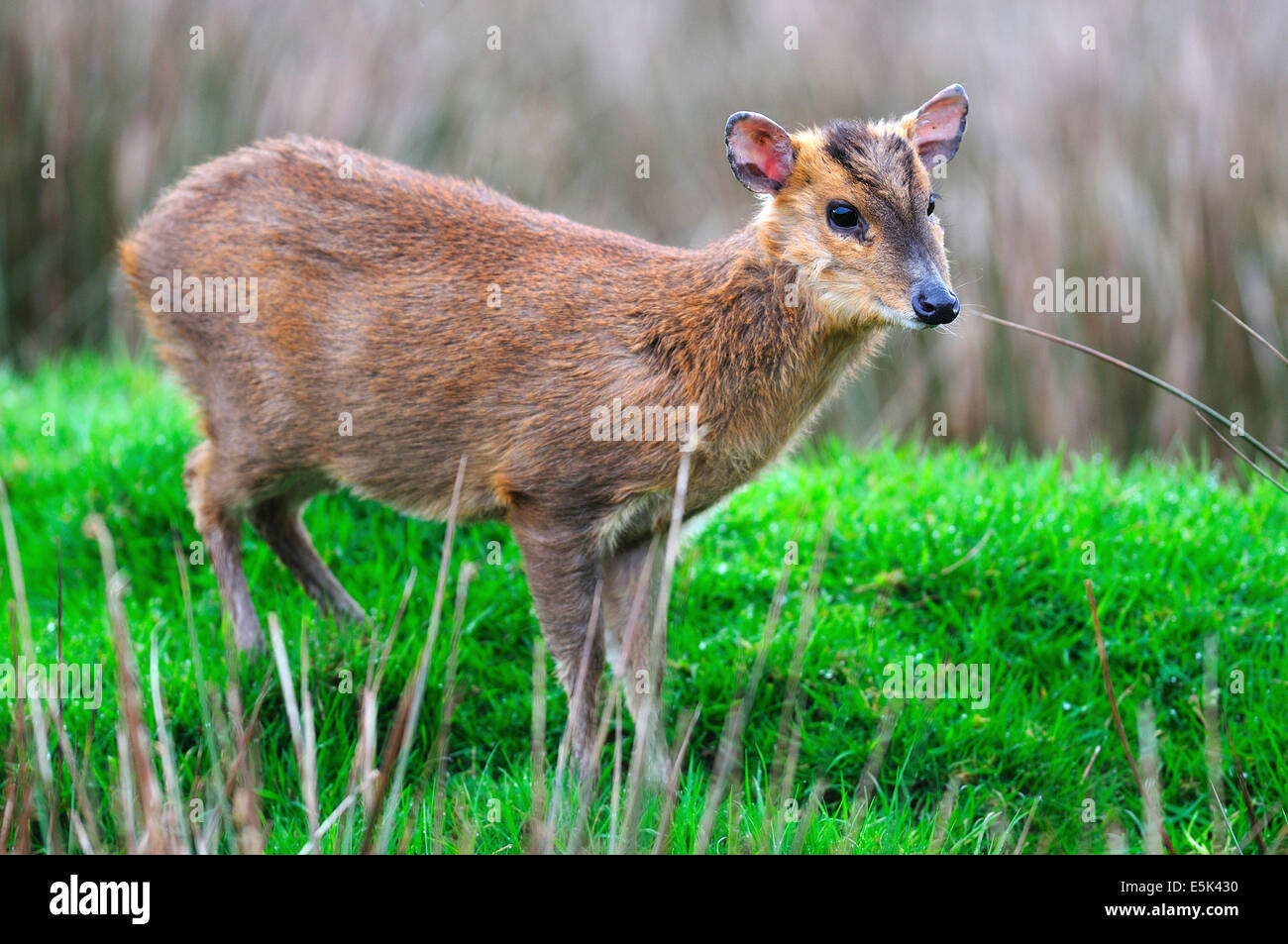 male or buck muntjac deer Stock Photo - Alamy