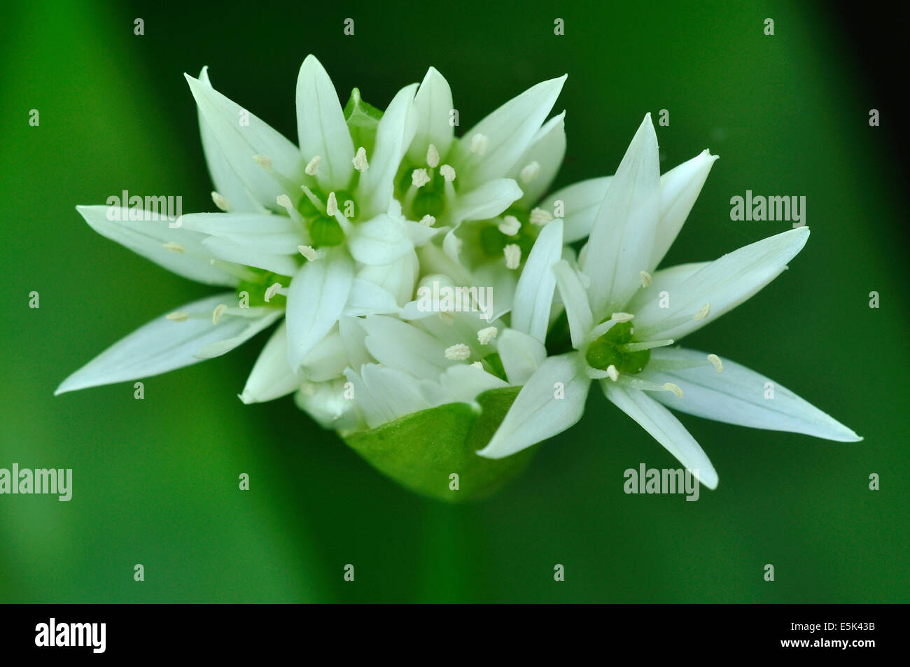 A beautiful ramson flower in close-up UK Stock Photo - Alamy