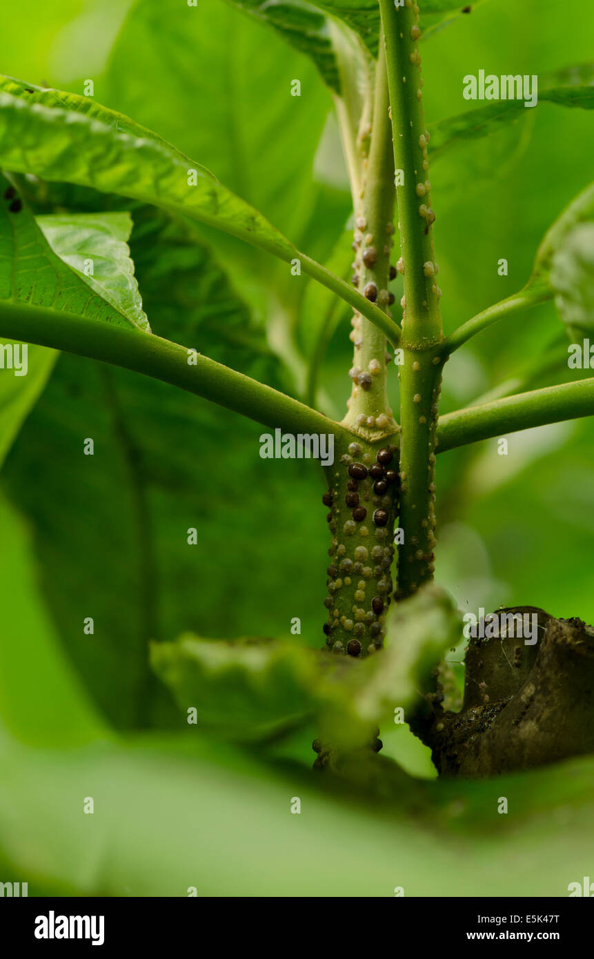 Butterfly eggs on plant Inside the Butterfly Park, Benalmadena, Costa ...