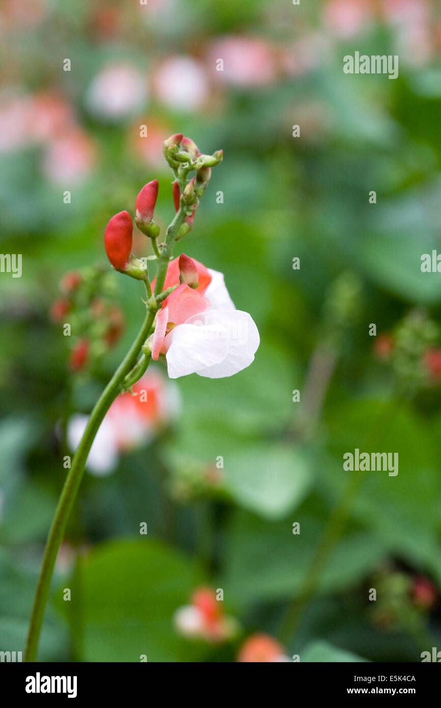 Phaseolus coccineus. Dwarf Runner Bean 'Hestia' flower Stock Photo - Alamy