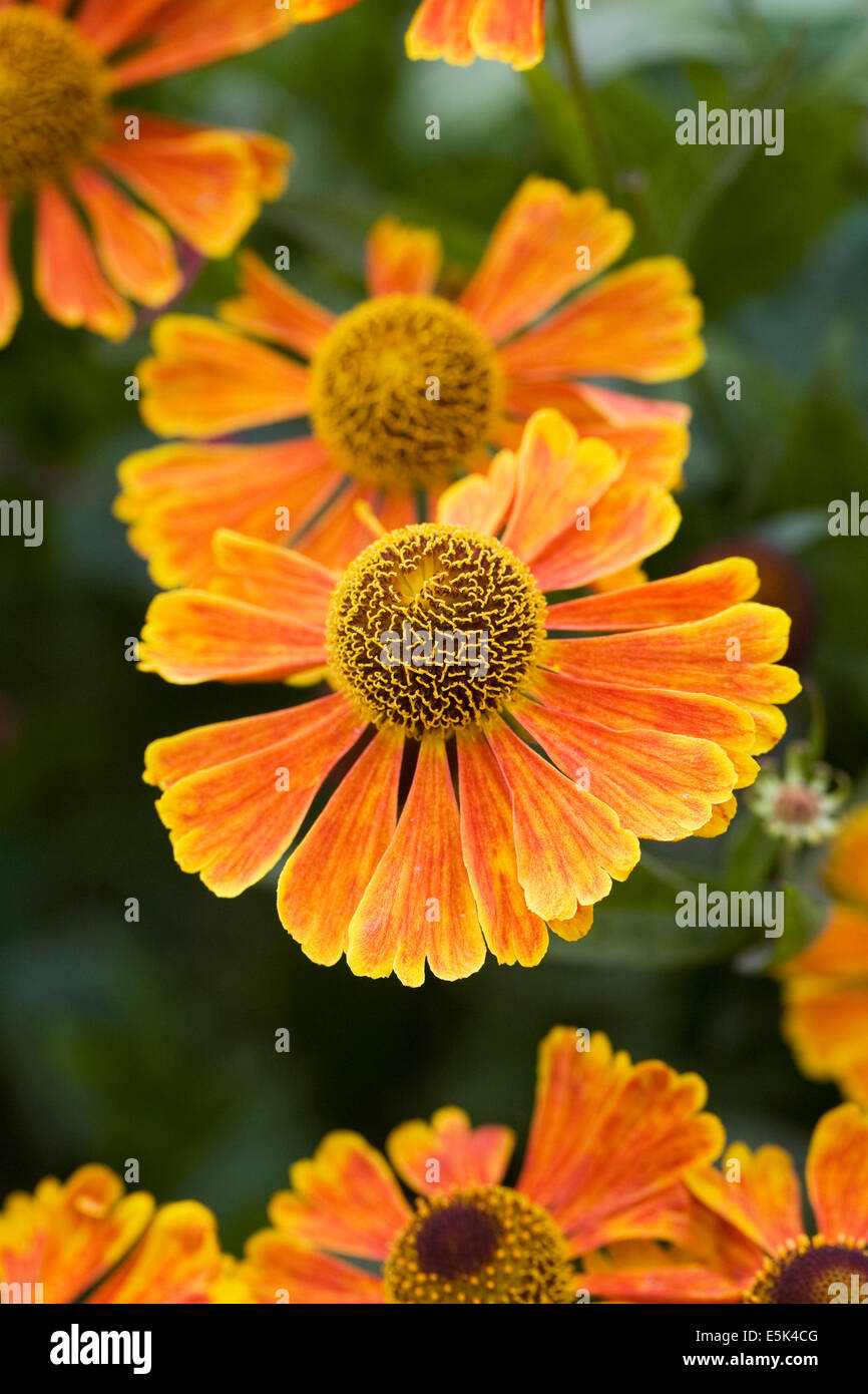 Helenium waltraut hi-res stock photography and images - Alamy