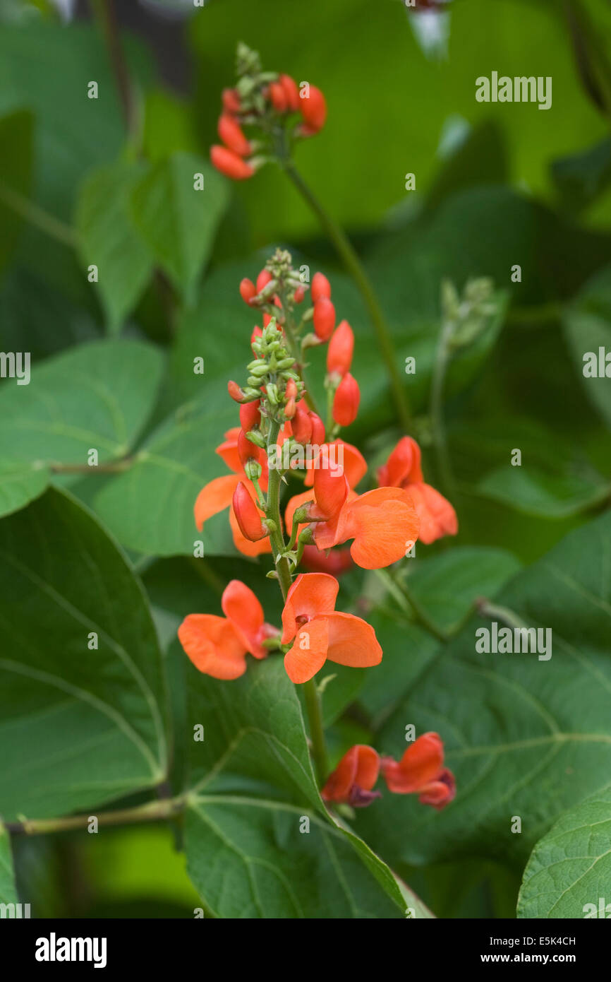 Phaseolus coccineus. Runner Bean 'Scarlet Emperor' flower Stock Photo ...