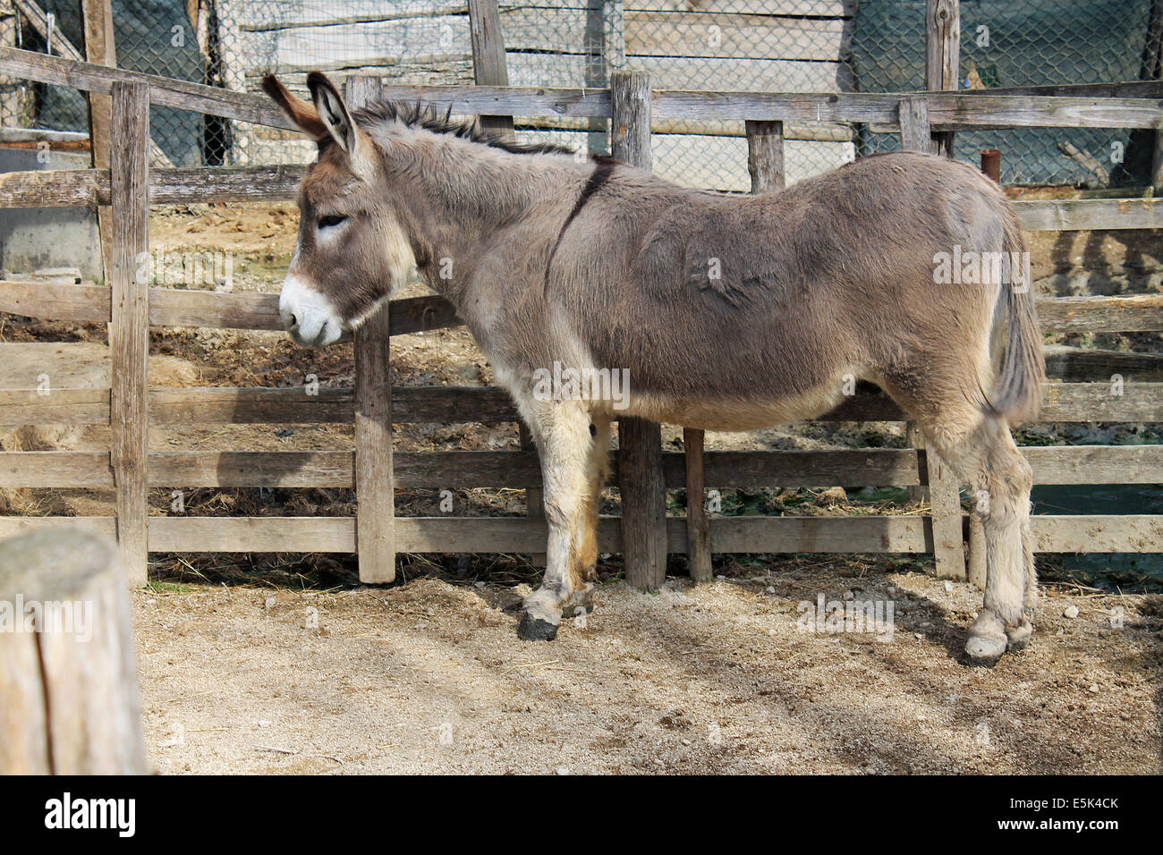 Gray donkey hi-res stock photography and images - Alamy