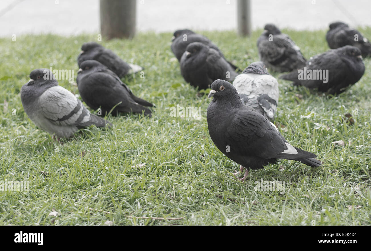 Group of sitting pigeons Stock Photo - Alamy