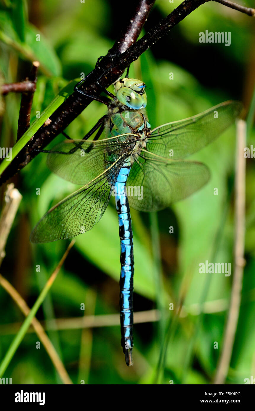 Male emperor dragonfly at rest UK Stock Photo - Alamy