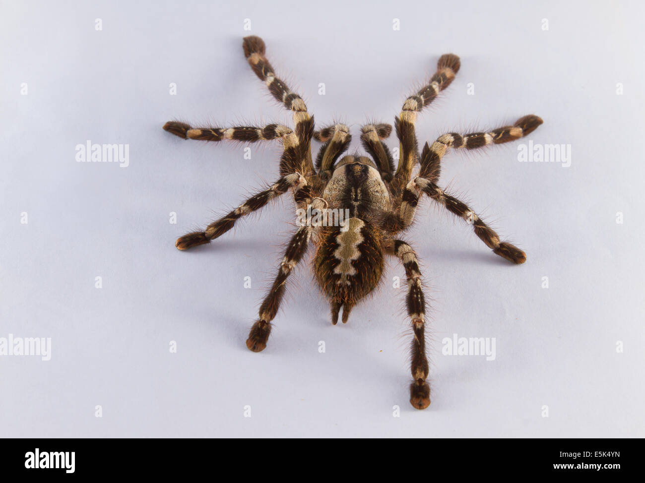 Tarantula poecilotheria hi-res stock photography and images - Alamy