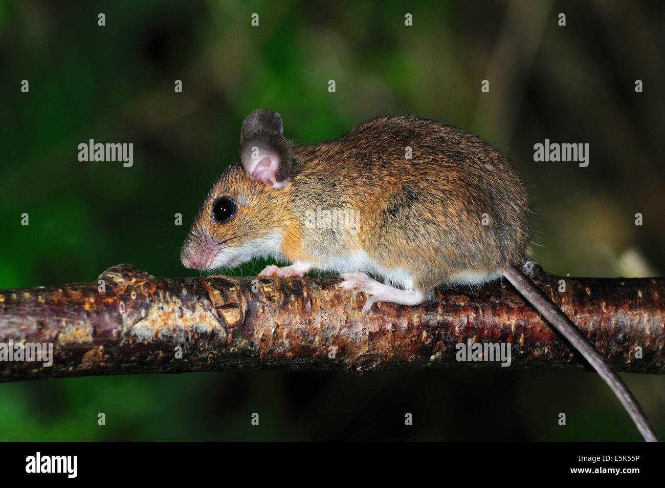 Tail of a mouse hi-res stock photography and images - Alamy