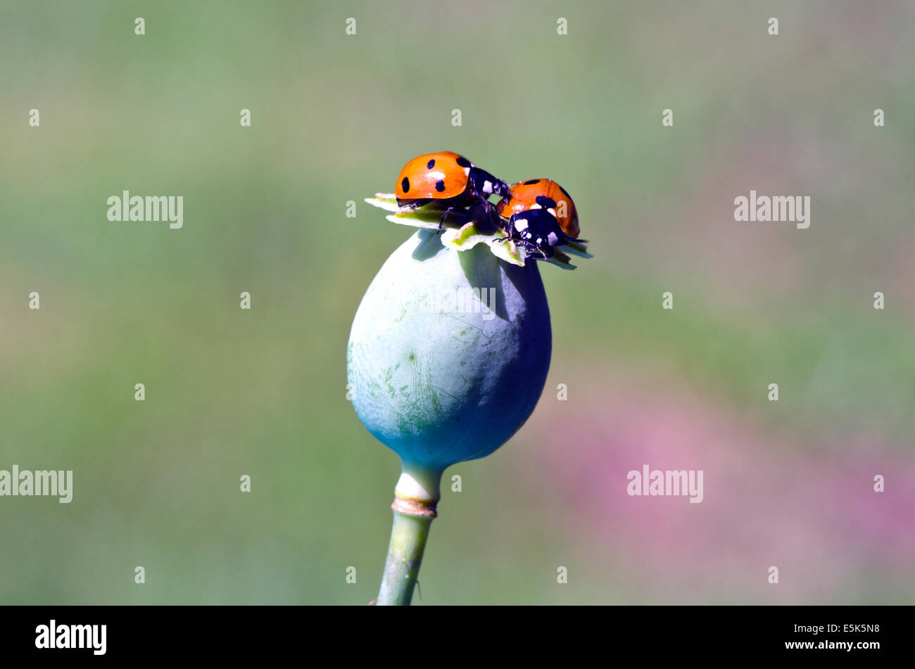 Ladybird poppy seed hi-res stock photography and images - Alamy