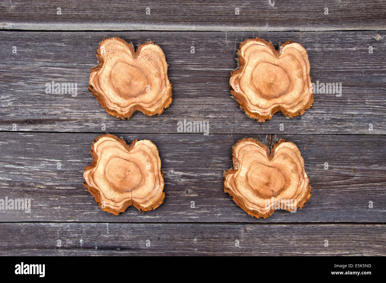 Tree cross sections hi-res stock photography and images - Alamy