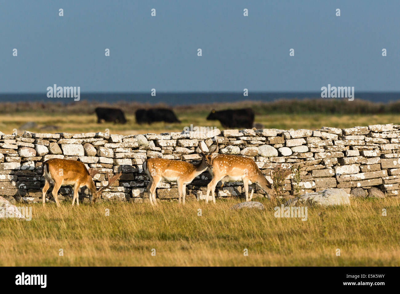 Dama dama three bucks hi-res stock photography and images - Alamy