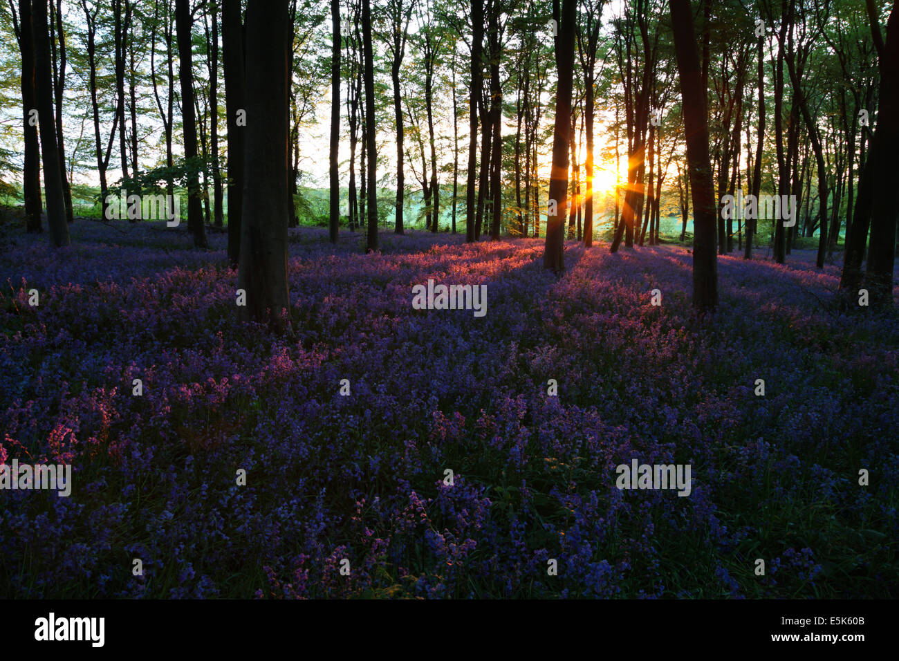 Micheldever bluebells hi-res stock photography and images - Alamy