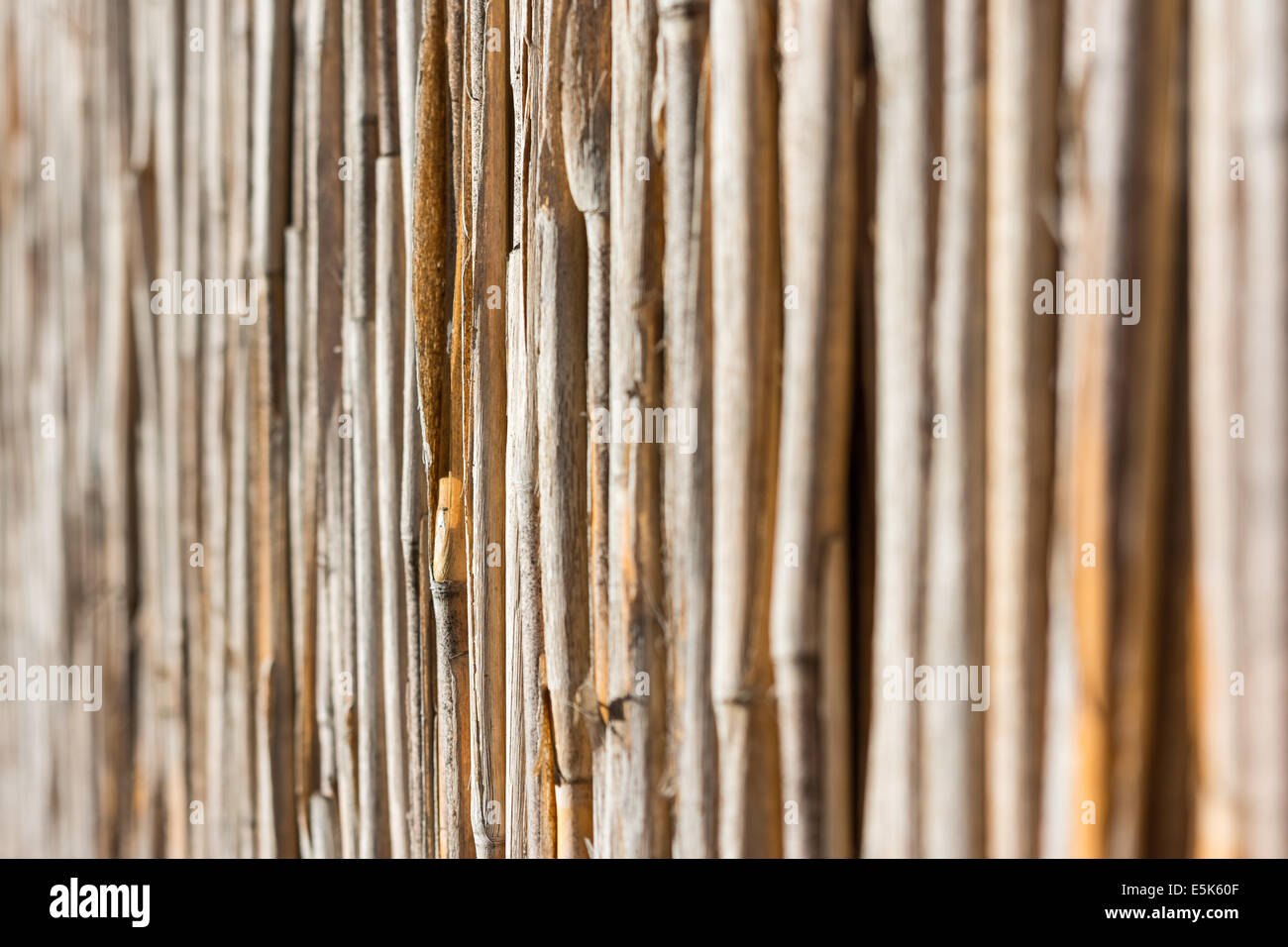 Reed Texture Close Up Stock Photo - Alamy