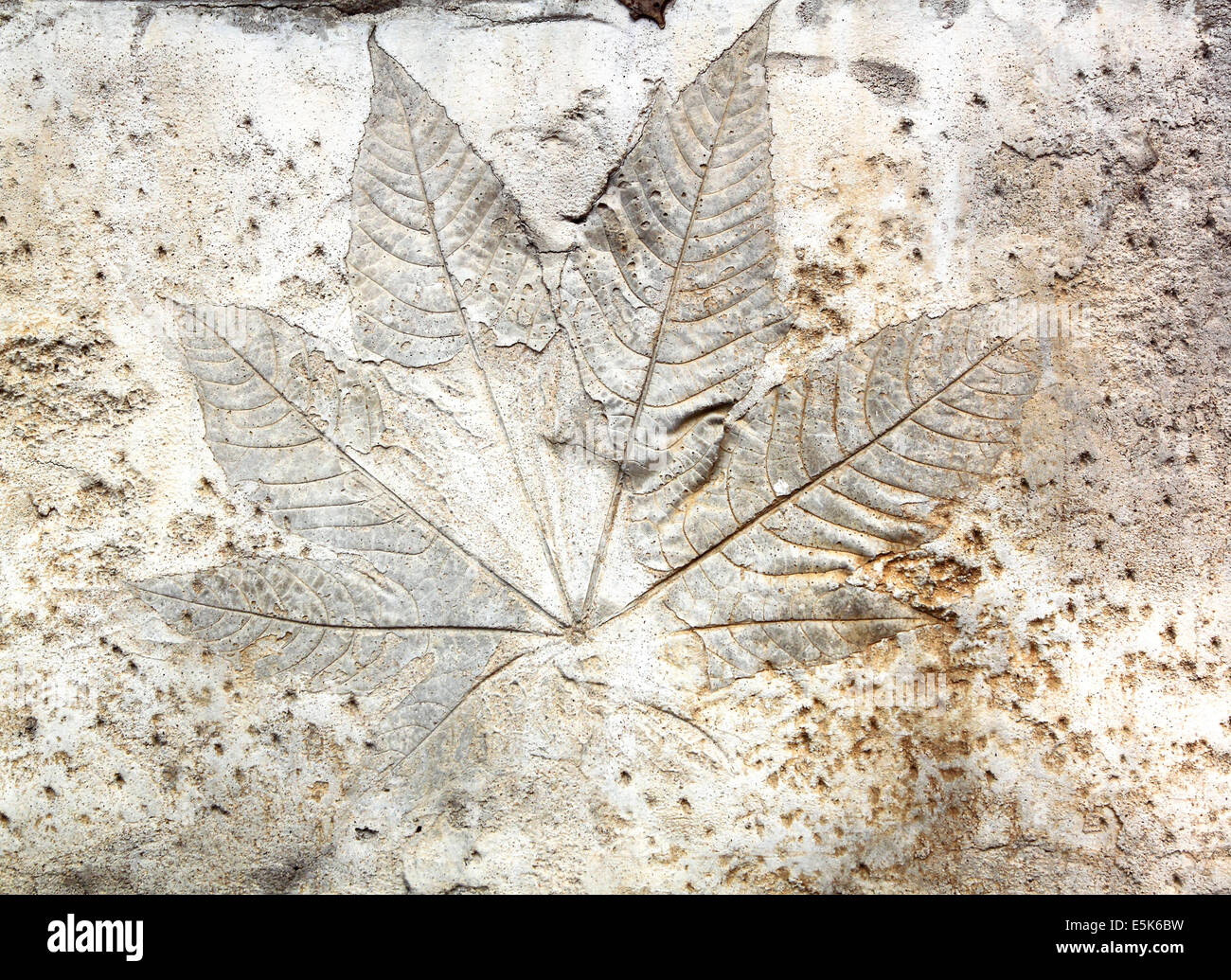marks of leaf on the concrete pavement Stock Photo - Alamy
