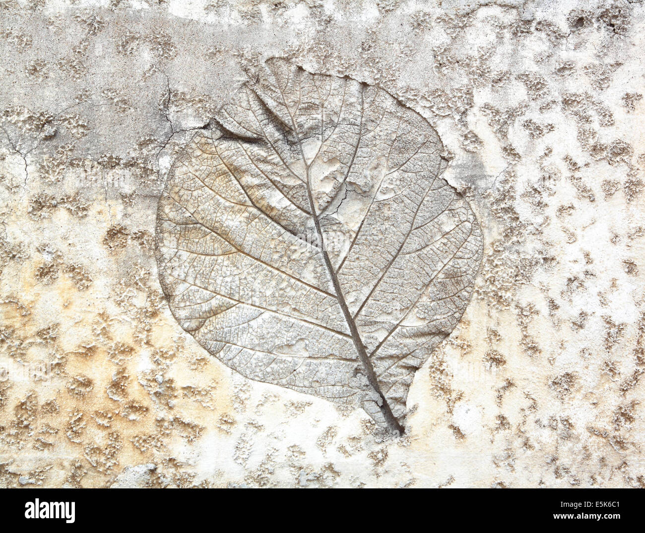 marks of leaf on the concrete pavement Stock Photo - Alamy