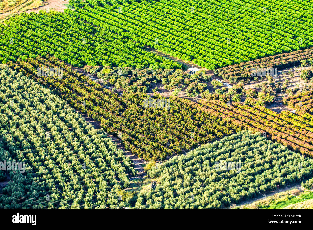 Aerial view of plantations in agricultural land. Photographed in the ...