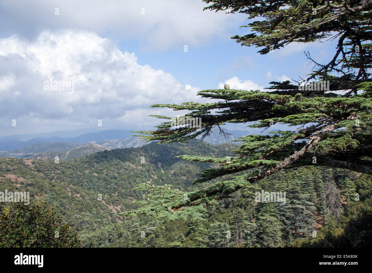 Cyprus forest republic troodos hi-res stock photography and images - Alamy