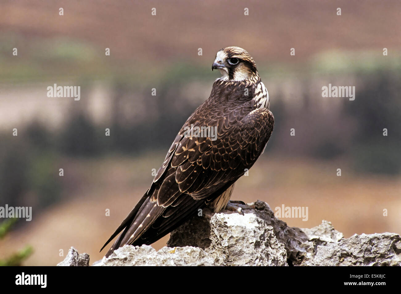 Lanner falcon (Falco biarmicus) This bird of prey breeds throughout ...
